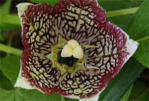 Кодонопсис мелковолосистый | LifeBio.wiki